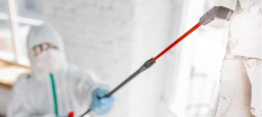 Homeowner’s Guide To Mold Cleanup After Disasters | Flood Doctor